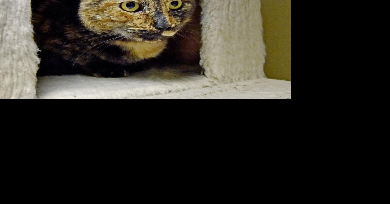 Adopt Daisy, a 3-year-old tortoiseshell cat with 'tortitude' | Local ...