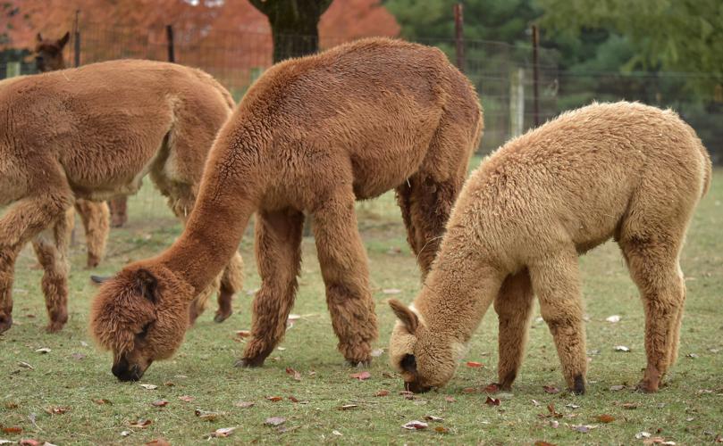 Prepare for a dose of cute: Eastland Alpacas hosts its annual open ...