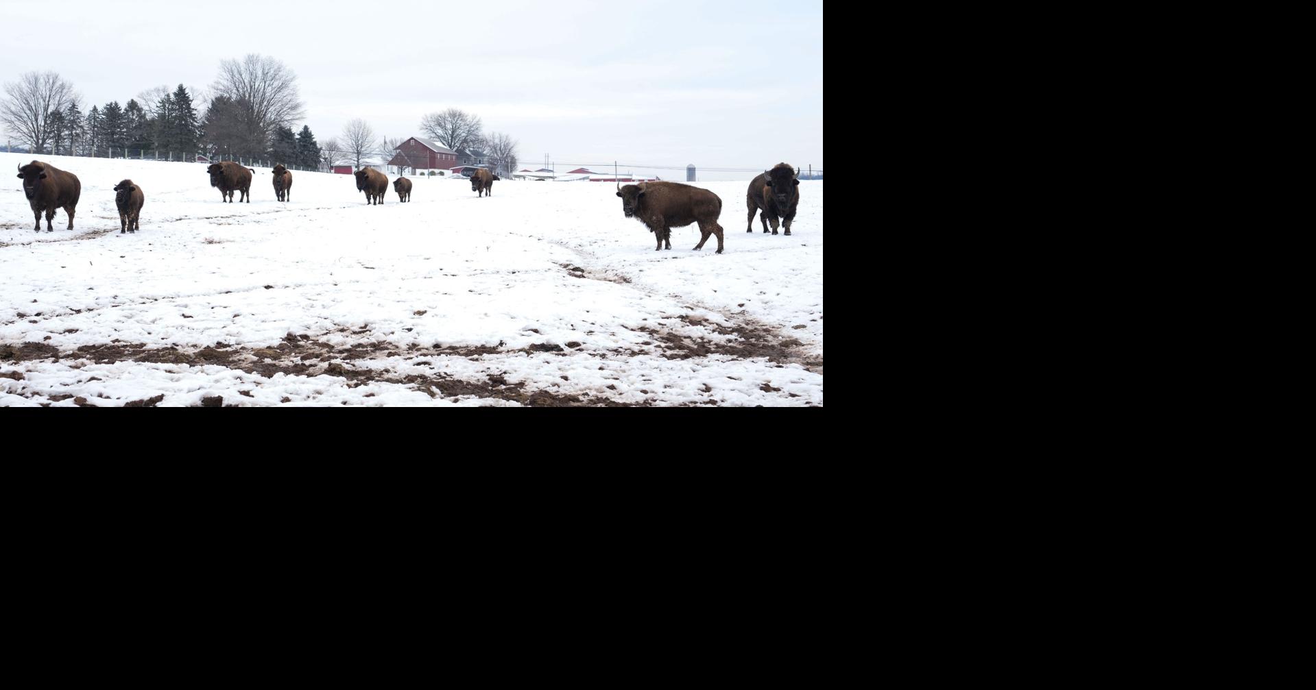 The bison of Old Springhouse Bison Farm [photos] | | lancasteronline.com