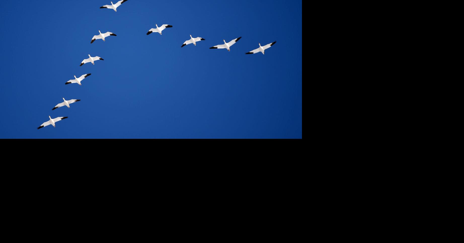 Spring snow goose migration in gear; plan your Middle Creek visit soon ...