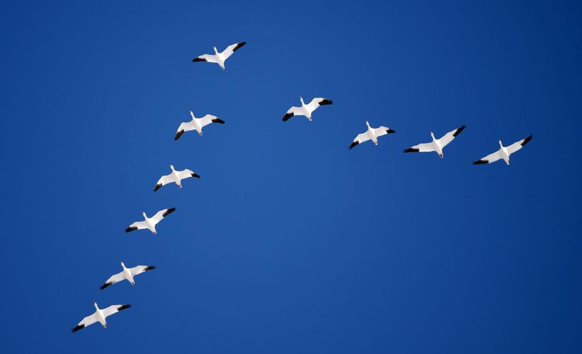 snow goose migration