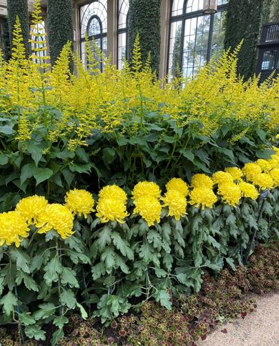 Longwood Gardens' chrysanthemum show has the world's 2nd-largest mum ...