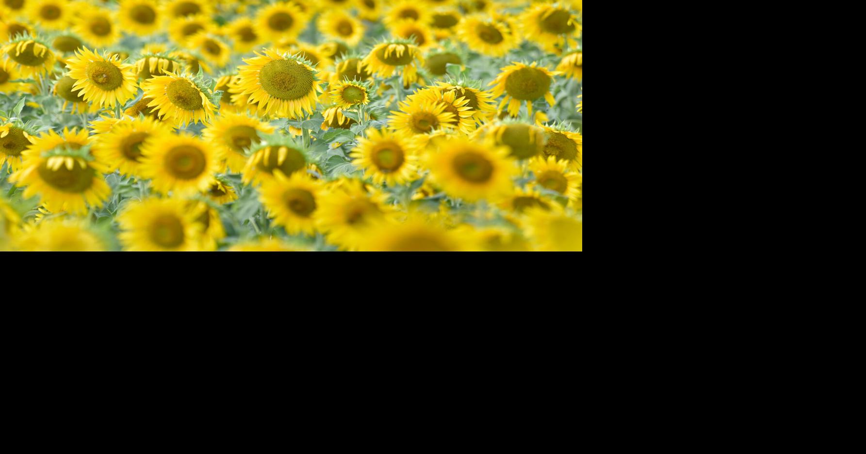 Sunflowers 11.jpg | | lancasteronline.com