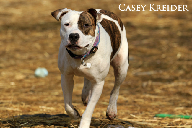 Macy | Blogs | lancasteronline.com