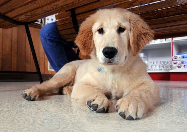 Miracle Matlock, a canine survivor story | Lifestyle | lancasteronline.com