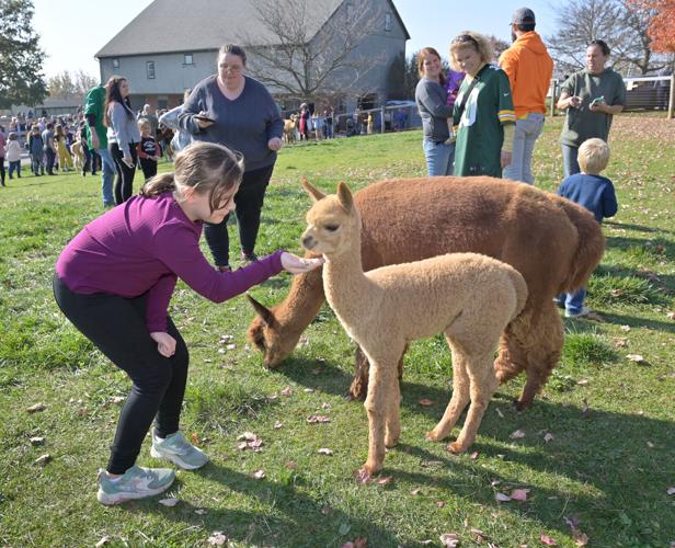 Eastland Alpacas holds open house at Mount Joy farm [photos ...