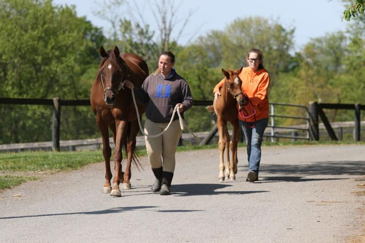 Passion in horse breeding: Thoroughbred operation alive and well at ...