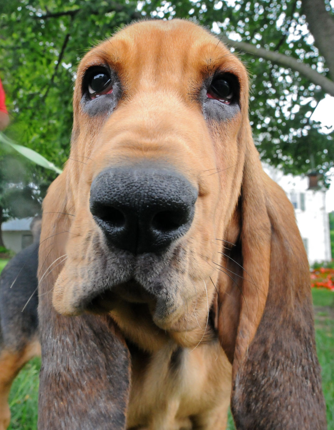 Meet Reuben: Red Rose K-9 adds a new trainee | Lifestyle ...