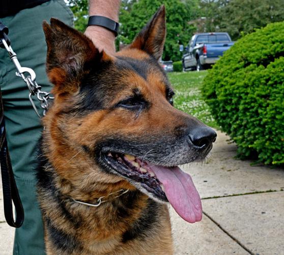Prison K-9 shifts into retirement after a decade | Local News ...