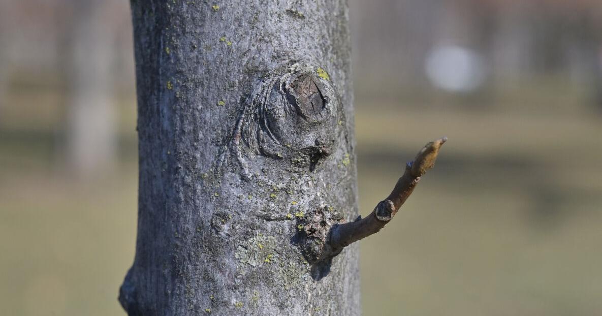 John Rosenfeld LP 6.jpg | | lancasteronline.com