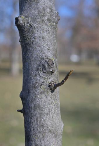 John Rosenfeld LP 6.jpg | | lancasteronline.com