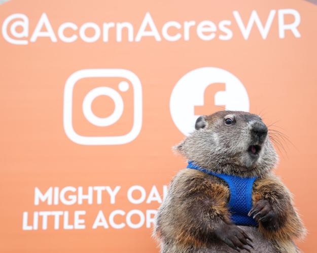 Life of Poppy the Groundhog honored at memorial service [photos ...