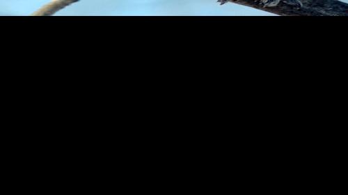 Tracking the predators of gray squirrels | Lifestyle | lancasteronline.com