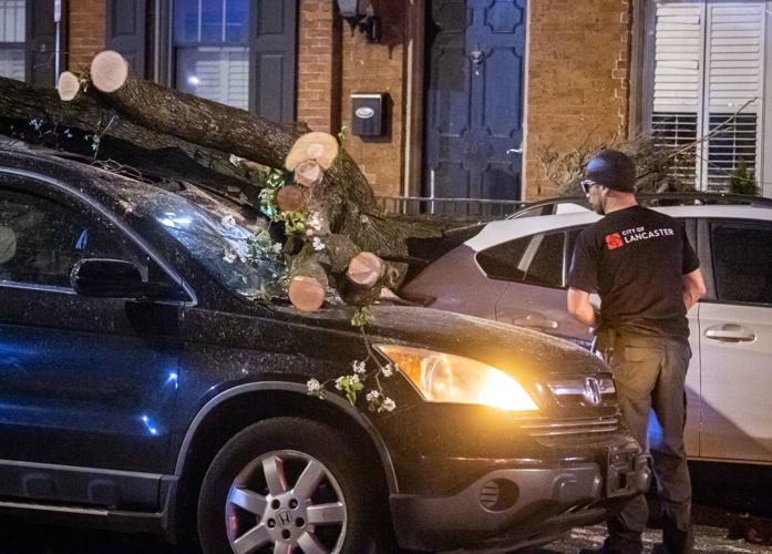Fallen tree damages cars in Lancaster city | Local News ...