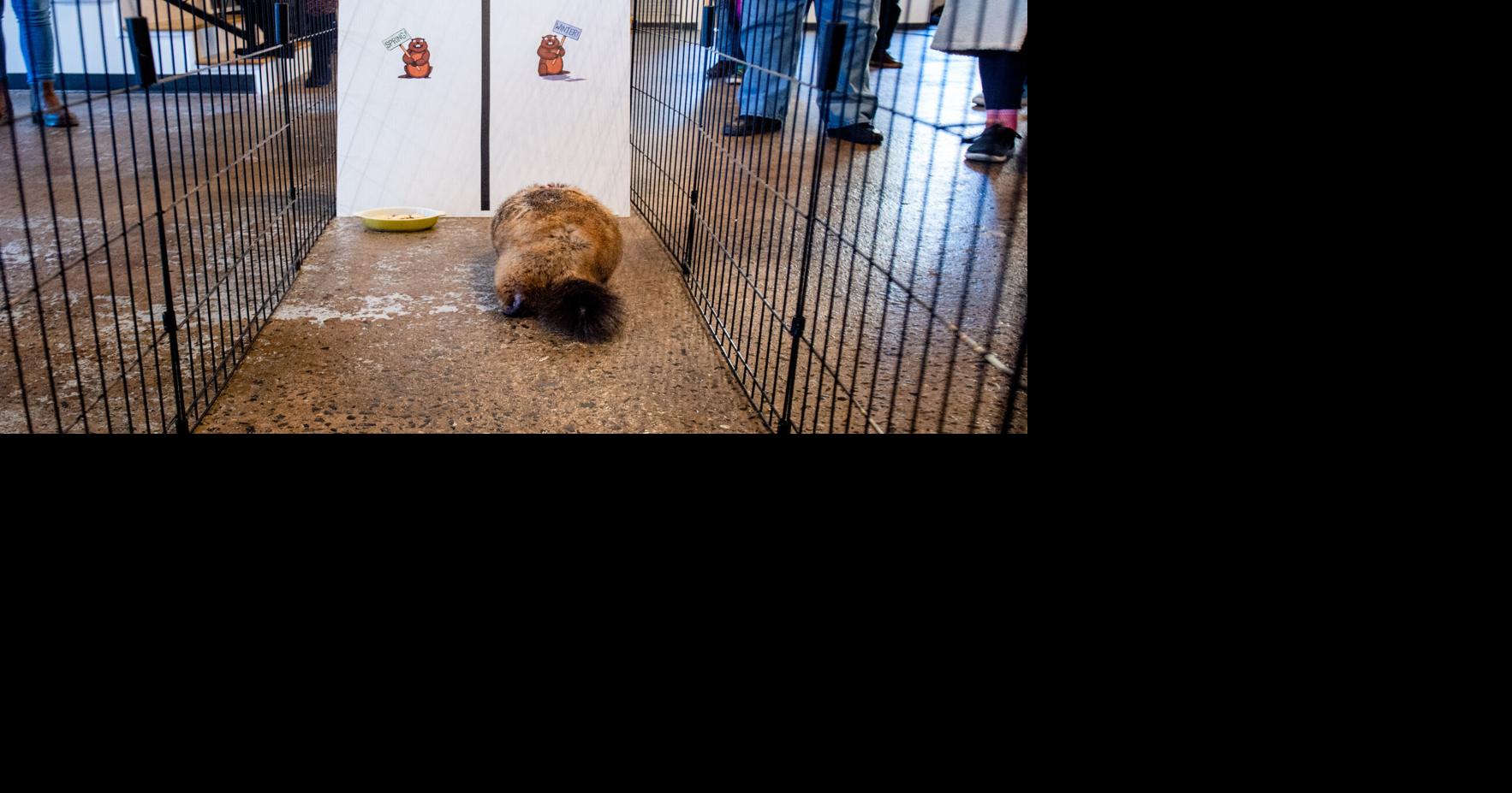 Poppy and her new brother Elliott make their Groundhog Day predictions ...