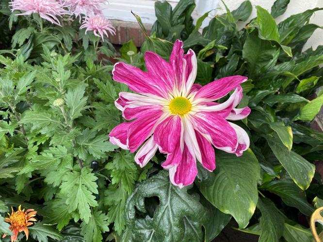 Longwood Gardens' chrysanthemum show has the world's 2nd-largest mum ...