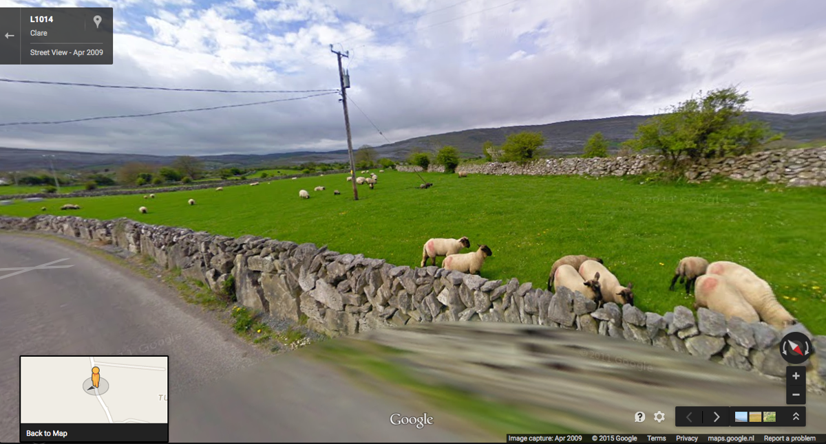 On the hunt for sheep on Google Sheep View | Trending | lancasteronline.com