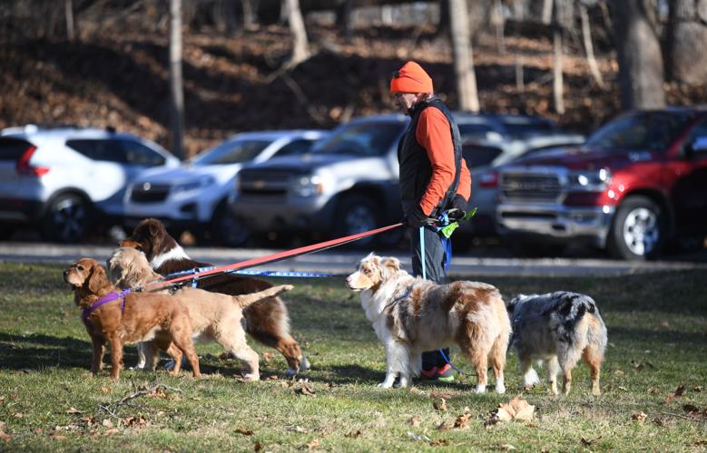 Cold runnings: Canines take over Central Park at Polar Bear 5K Bring ...