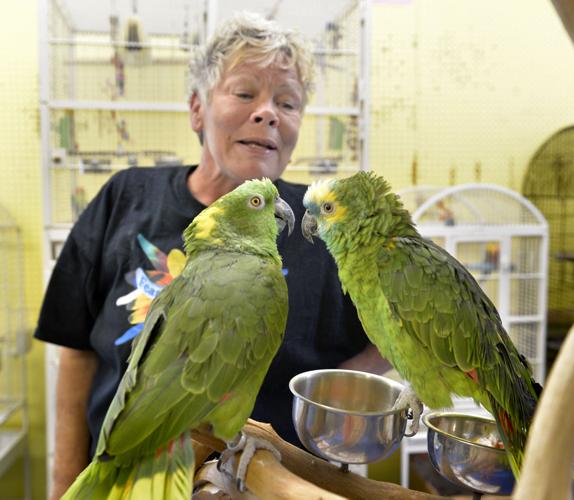 Nesting instincts: exotic bird rescue group is looking for a new home ...