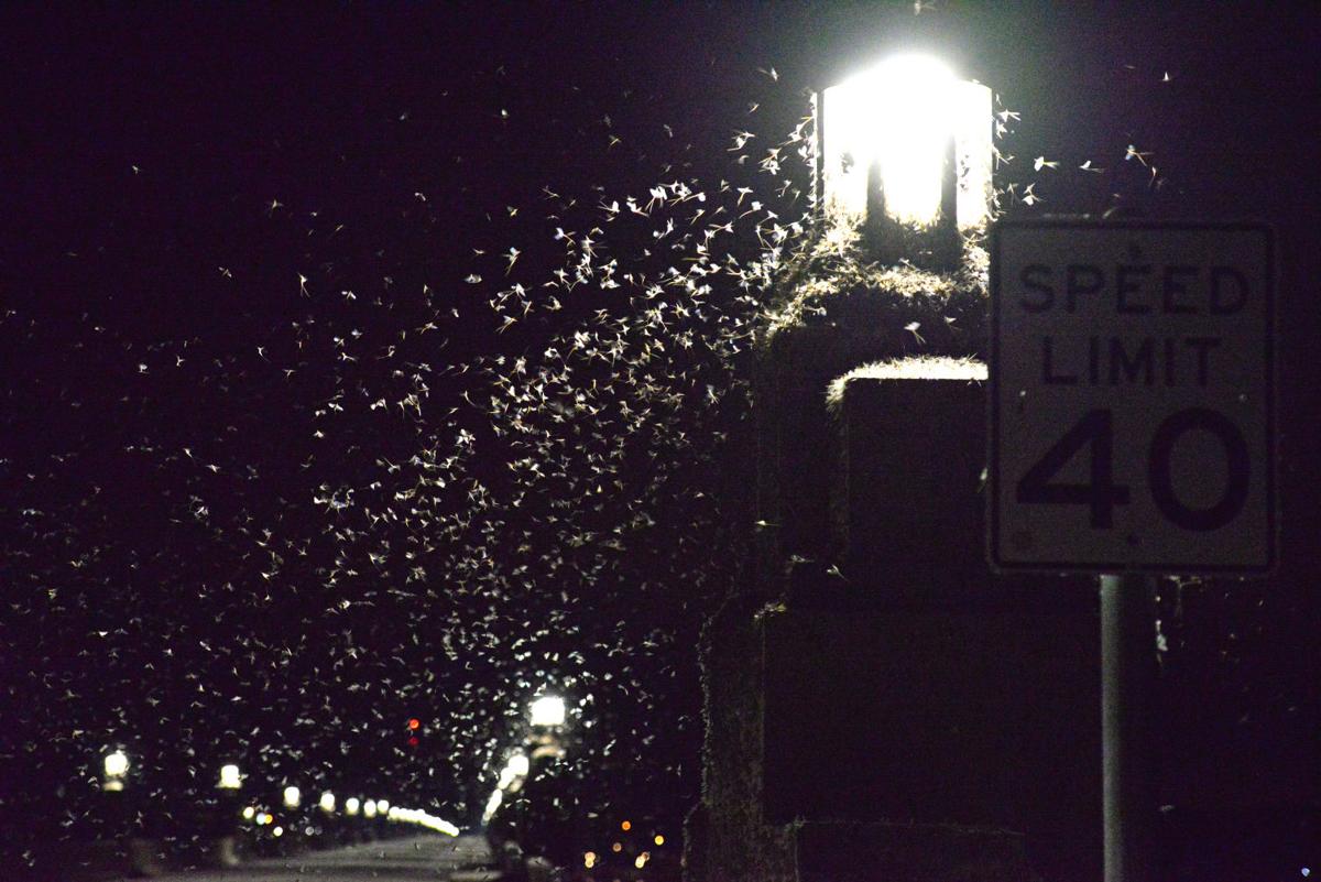 WATCH: 'Blizzard' of mayflies swarm Route 462 bridge | Local News ...