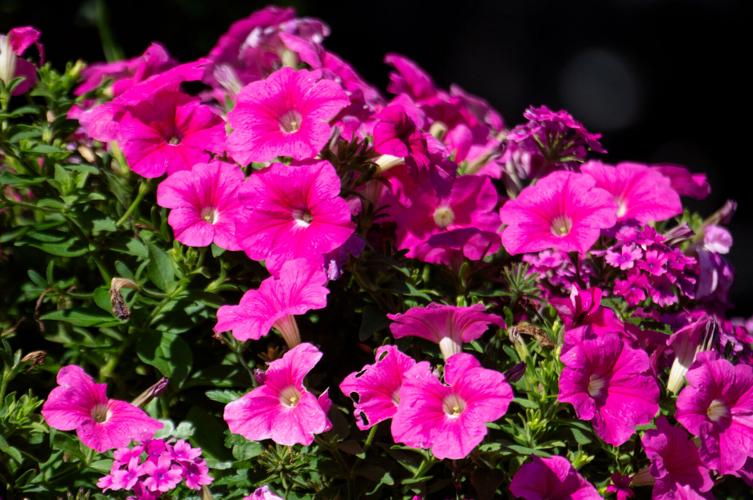 Betsy and Bill Musser's garden in Porches and Posies tour [photos ...