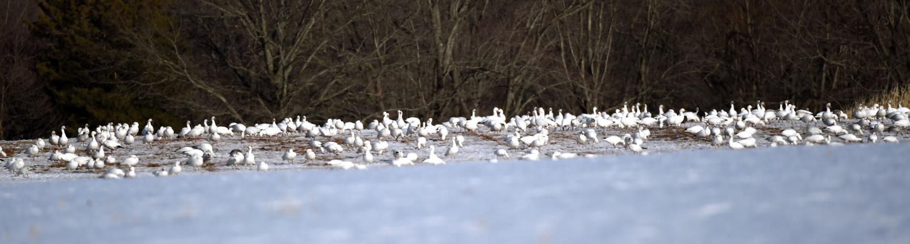 Spring snow goose migration in gear; plan your Middle Creek visit soon ...