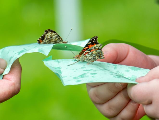 Butterfly garden opens next to Groff Memorial Park in New Holland ...