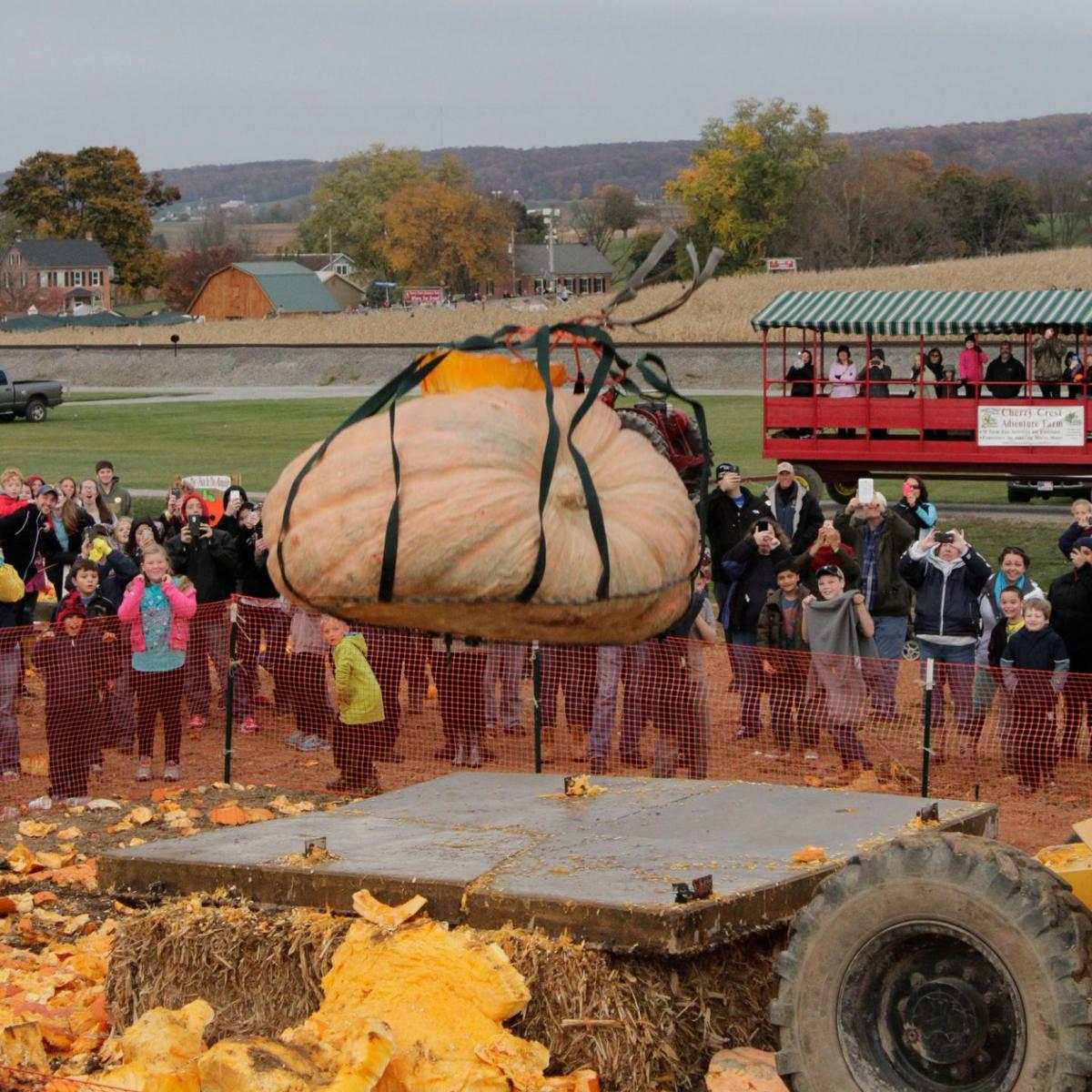 Gone gourd: 1,700-pound pumpkin goes splat at Cherry Crest fest | Local ...
