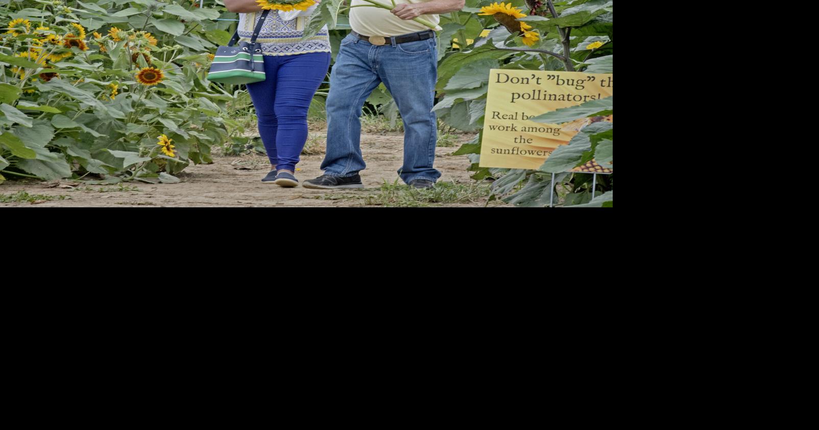Sunflower Farm Jalajala Rizal | Best Flower Site
