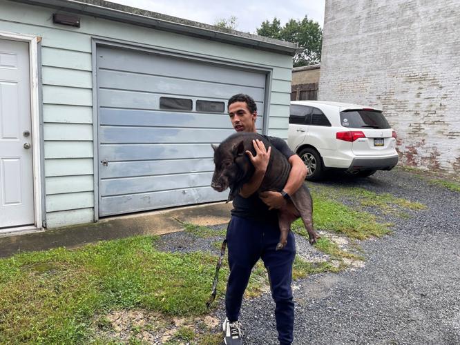 Did you see a potbellied pig on the streets of Lancaster? | Local News ...