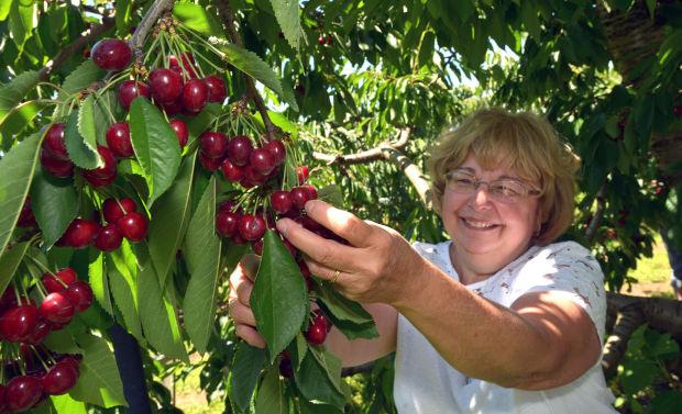 Cherry Hill Orchard Opens For Brief Cherry Harvest Season Local News