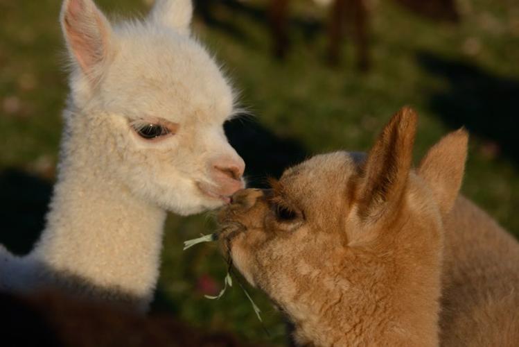 C'mon. Can any animal be this cute? Open House at Eastland Alpacas this ...