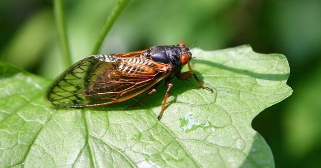 cicadas shellfish