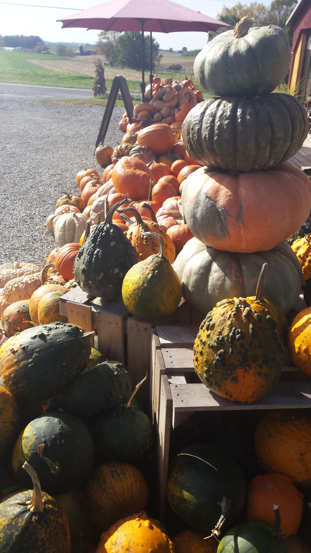 Here's what happens to all those unsold pumpkins after Halloween ...