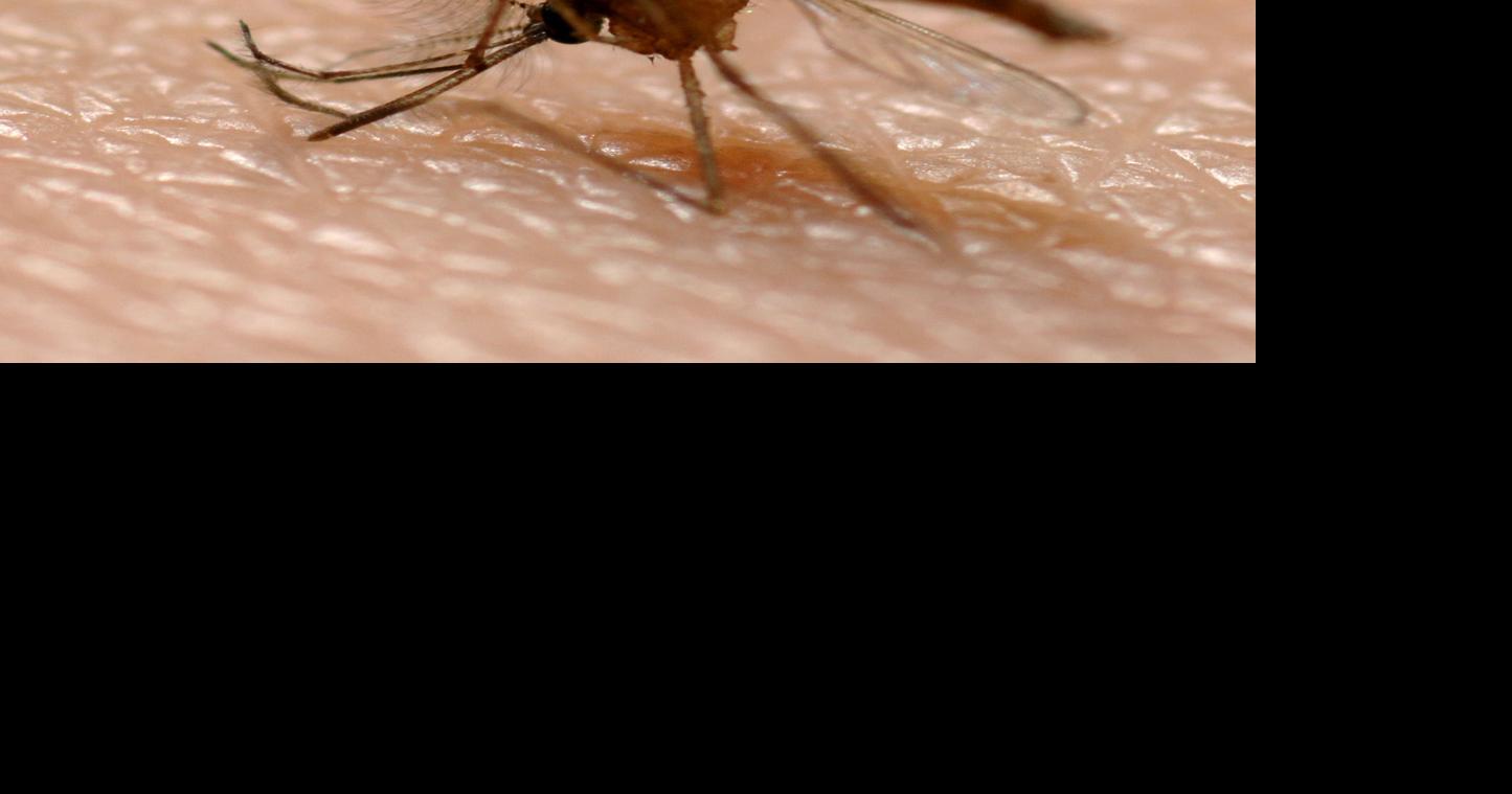 Mosquito spraying scheduled for Tuesday night in Columbia; here's where ...