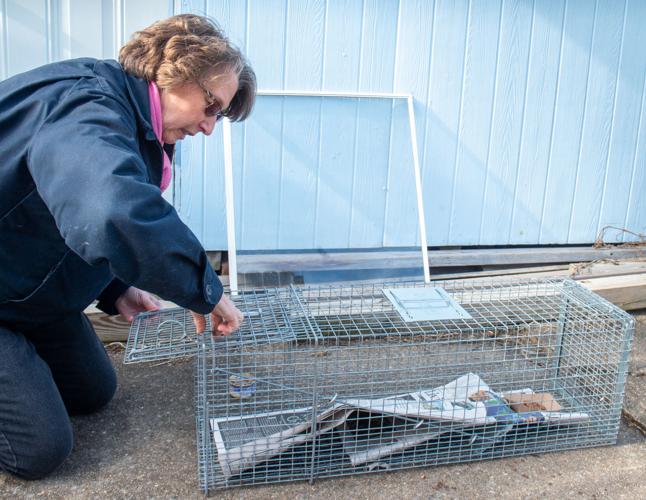 Columbia Cat Action Team holds cats before spaying and neutering ...