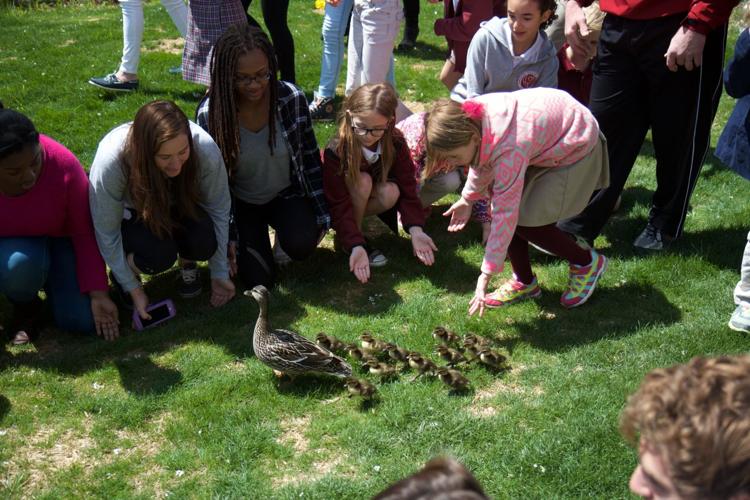 PHOTOS: Check out these adorable ducklings parading through Lancaster ...