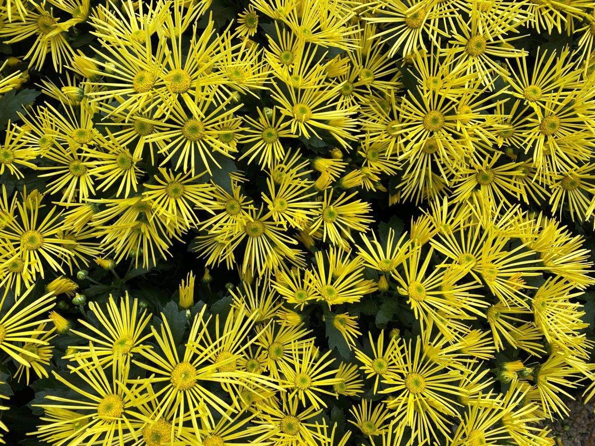 Longwood Gardens' chrysanthemum show has the world's 2nd-largest mum ...