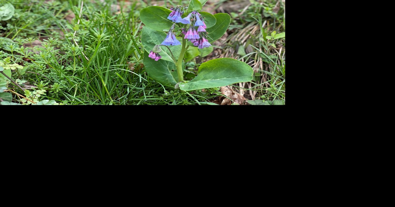 A guide to 9 Lancaster County spring wildflowers [photos] | Home ...