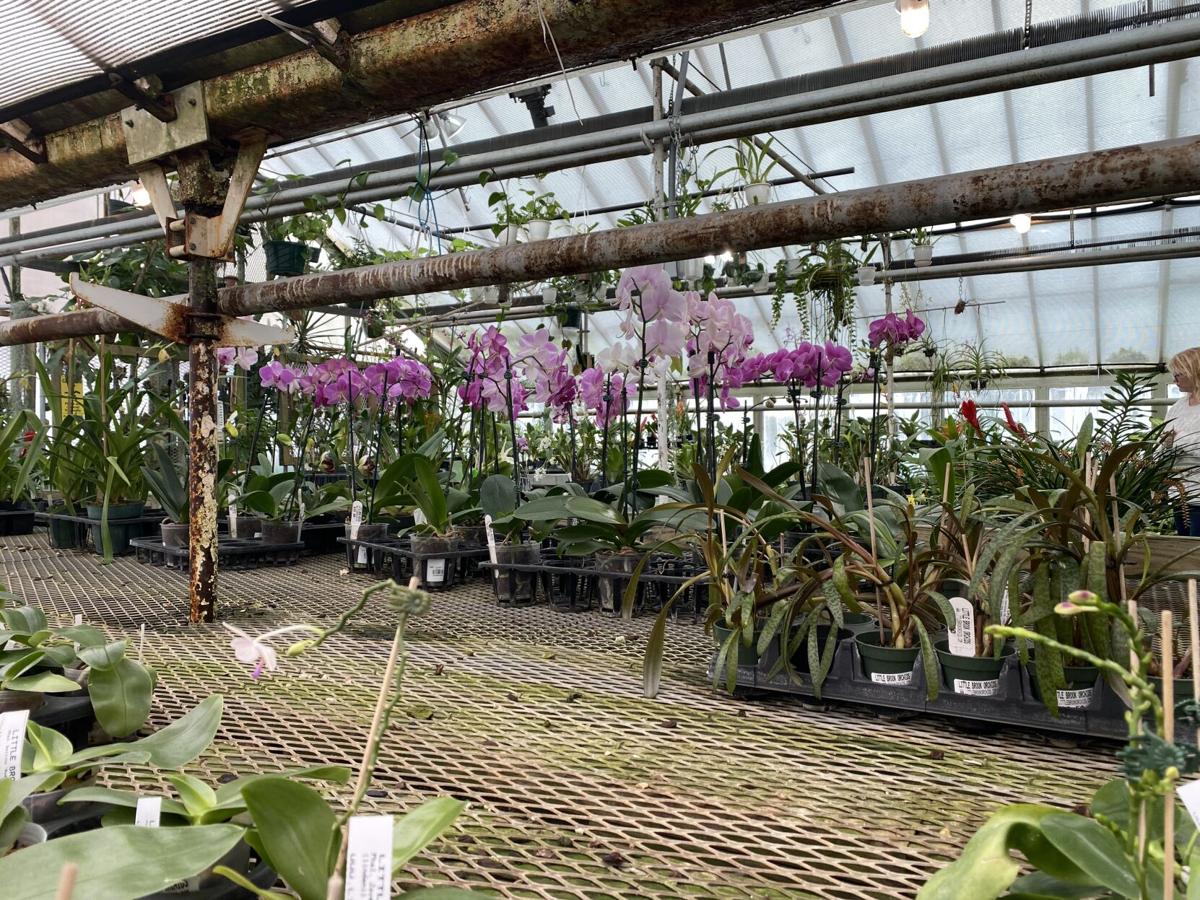 A tour inside Lancaster's orchid-filled greenhouses; learn how to grow ...