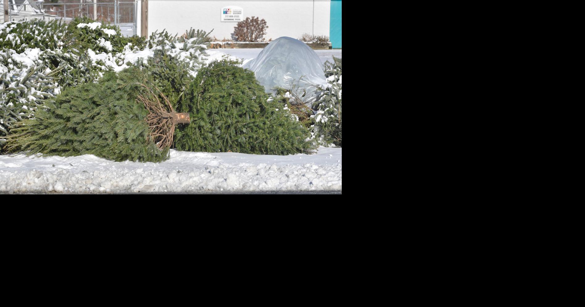 Used Christmas Trees 3.jpg | | lancasteronline.com