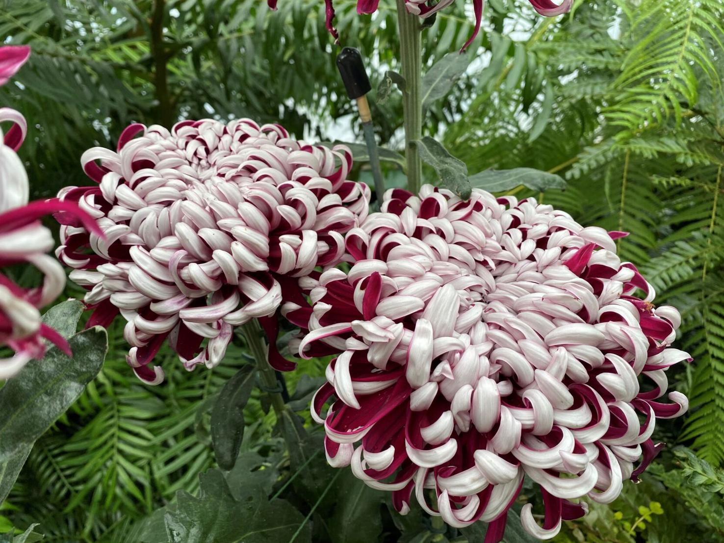 Longwood Gardens' chrysanthemum show has the world's 2nd-largest mum ...