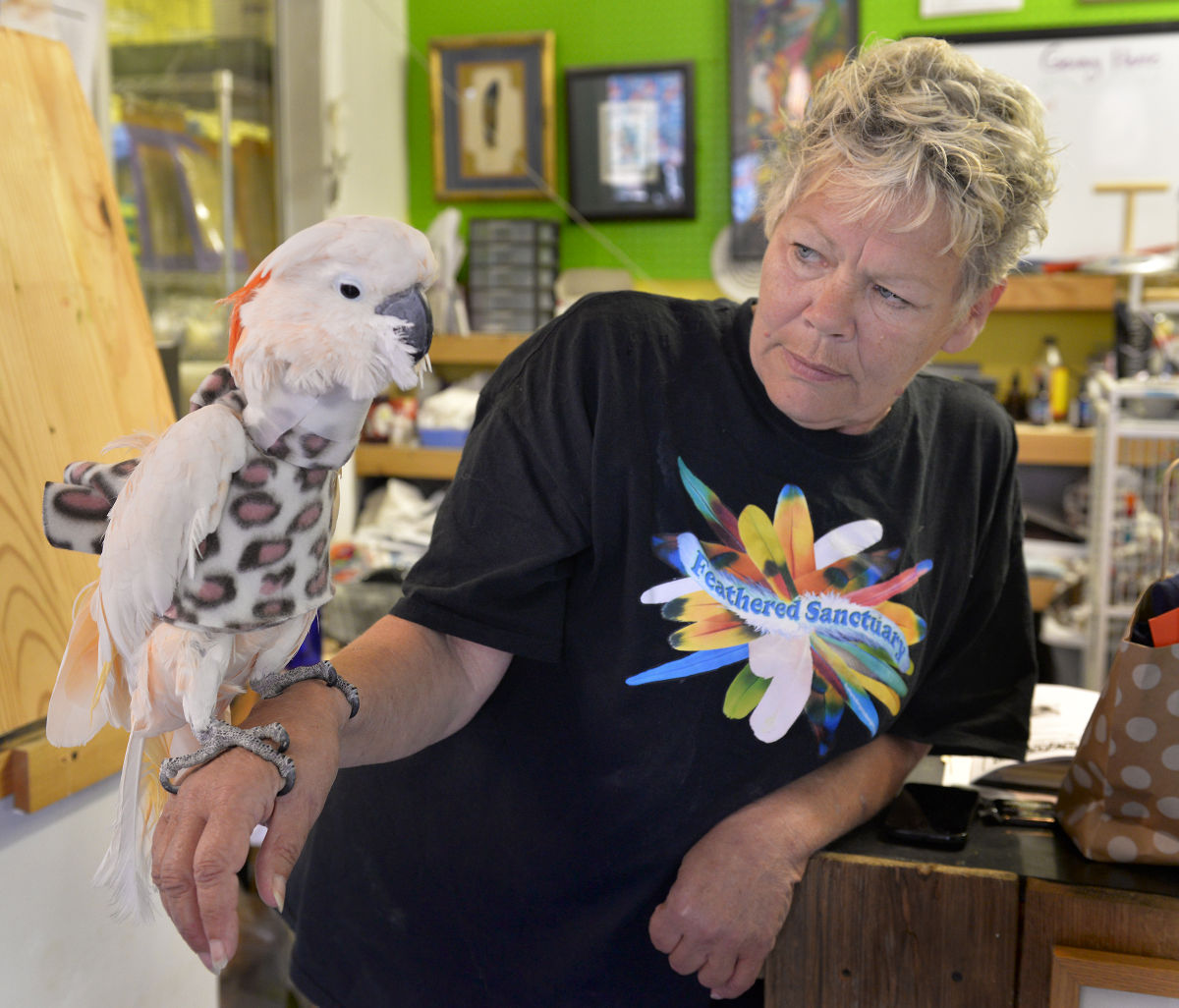 Nesting instincts: exotic bird rescue group is looking for a new home ...