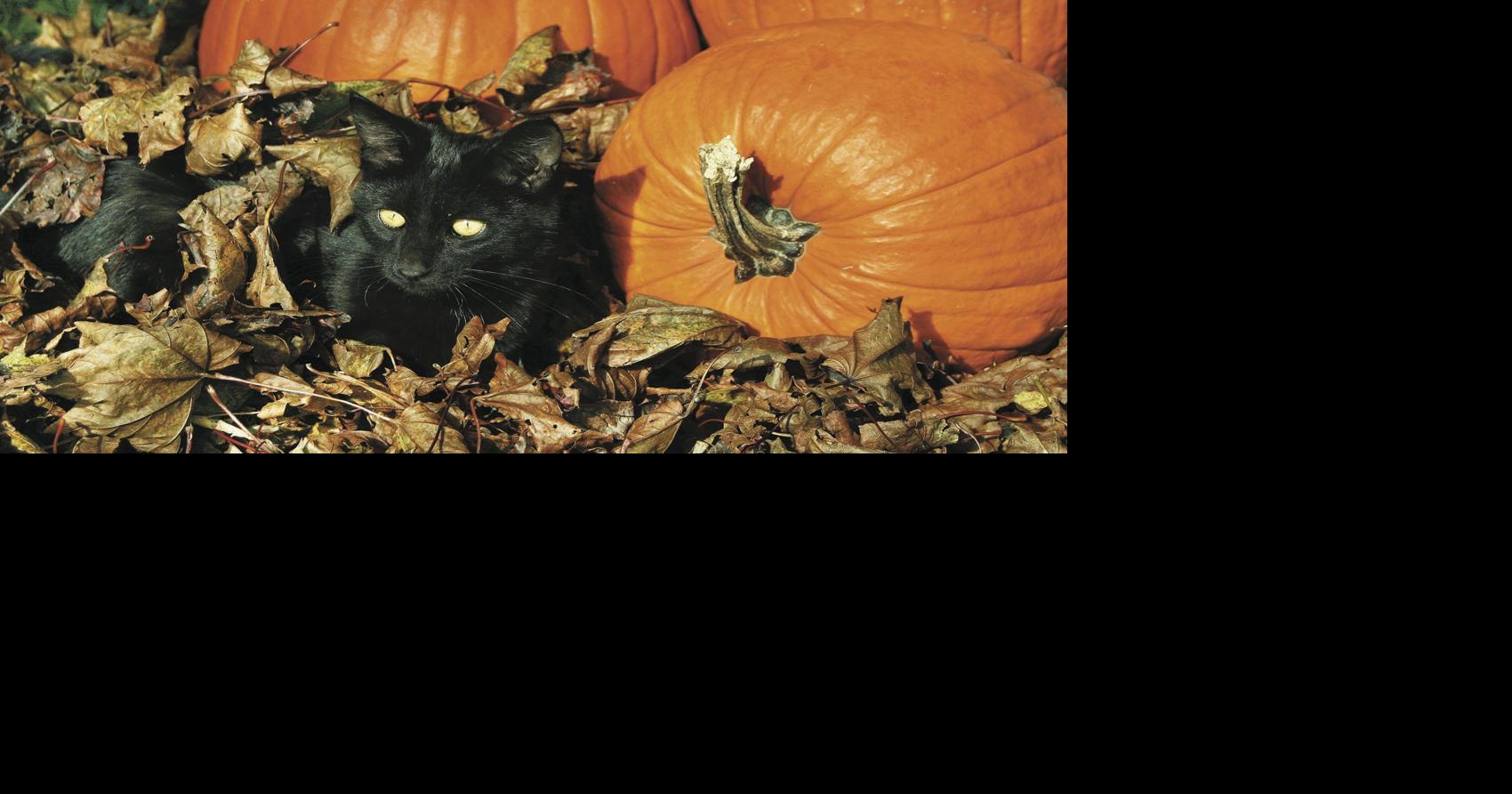 23 Pennsylvania German superstitions and beliefs | Local News ...