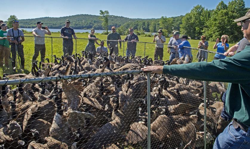Game Commission bands Canada geese at Middle Creek [photos] | Outdoors ...