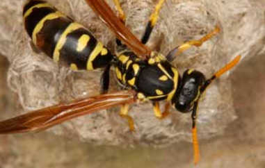 Suit accuses Quarryville firm of negligence in wasp attack | Local ...