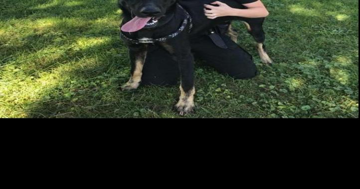 Lancaster County Animal Coalition disbands after losing cruelty officer ...