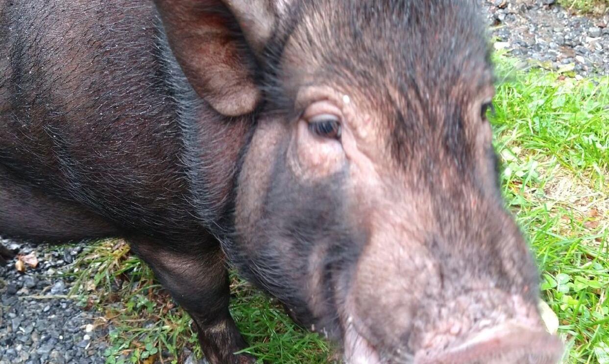 Did you see a potbellied pig on the streets of Lancaster? | Local News ...
