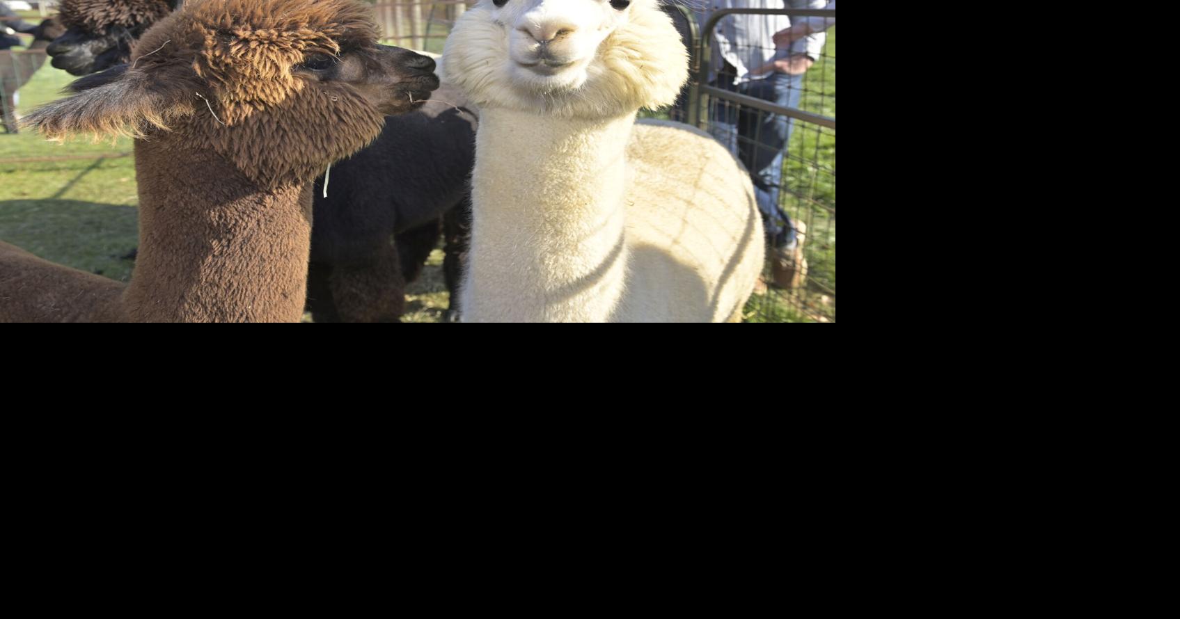 Eastland Alpacas holds open house at Mount Joy farm [photos ...