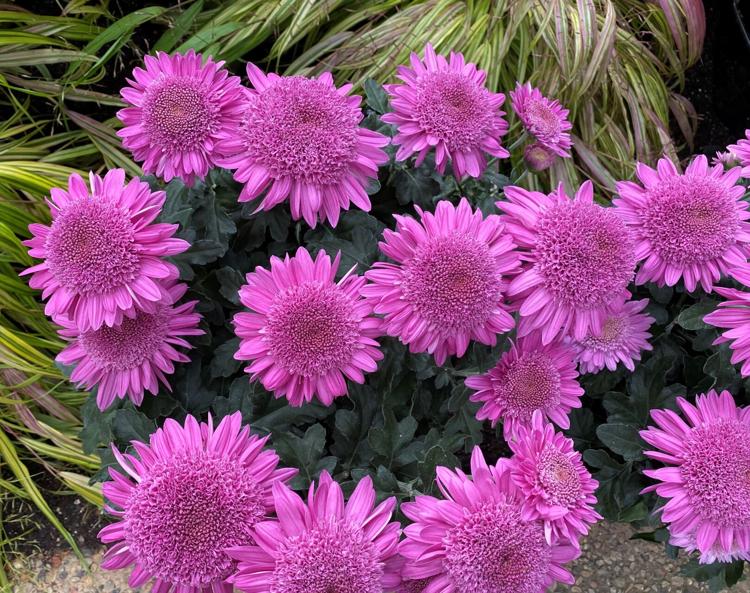 Longwood Gardens' chrysanthemum show has the world's 2nd-largest mum ...
